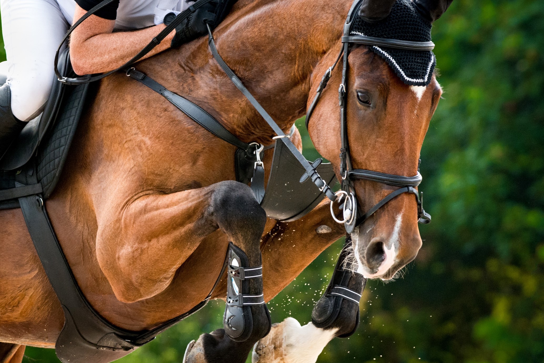 Specialist Risk Group enhances equestrian capability